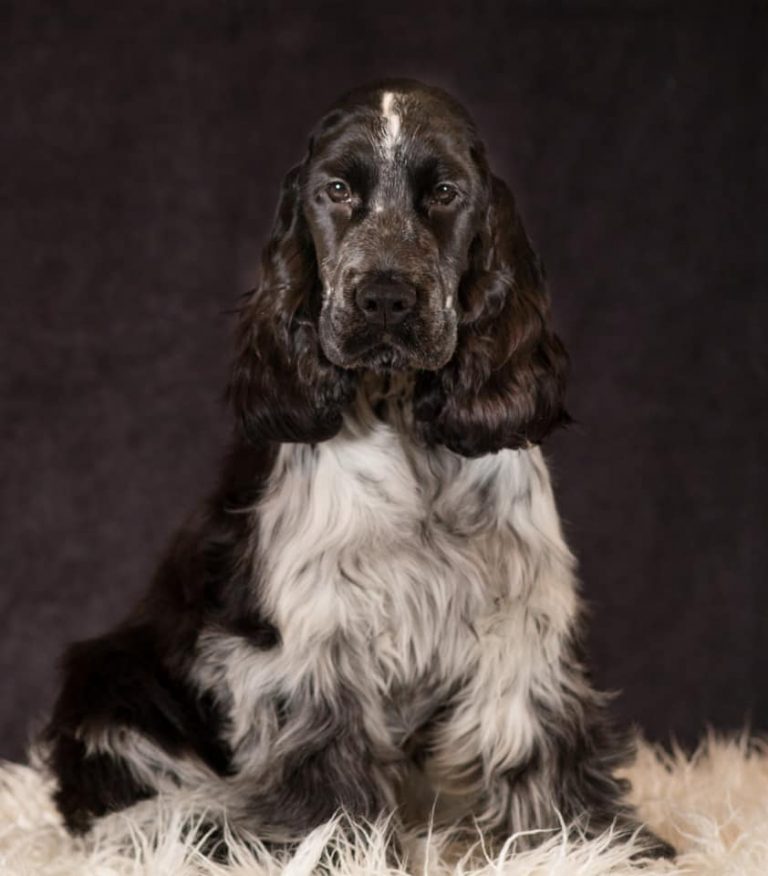 Cain – Carefree English Cocker Spaniels