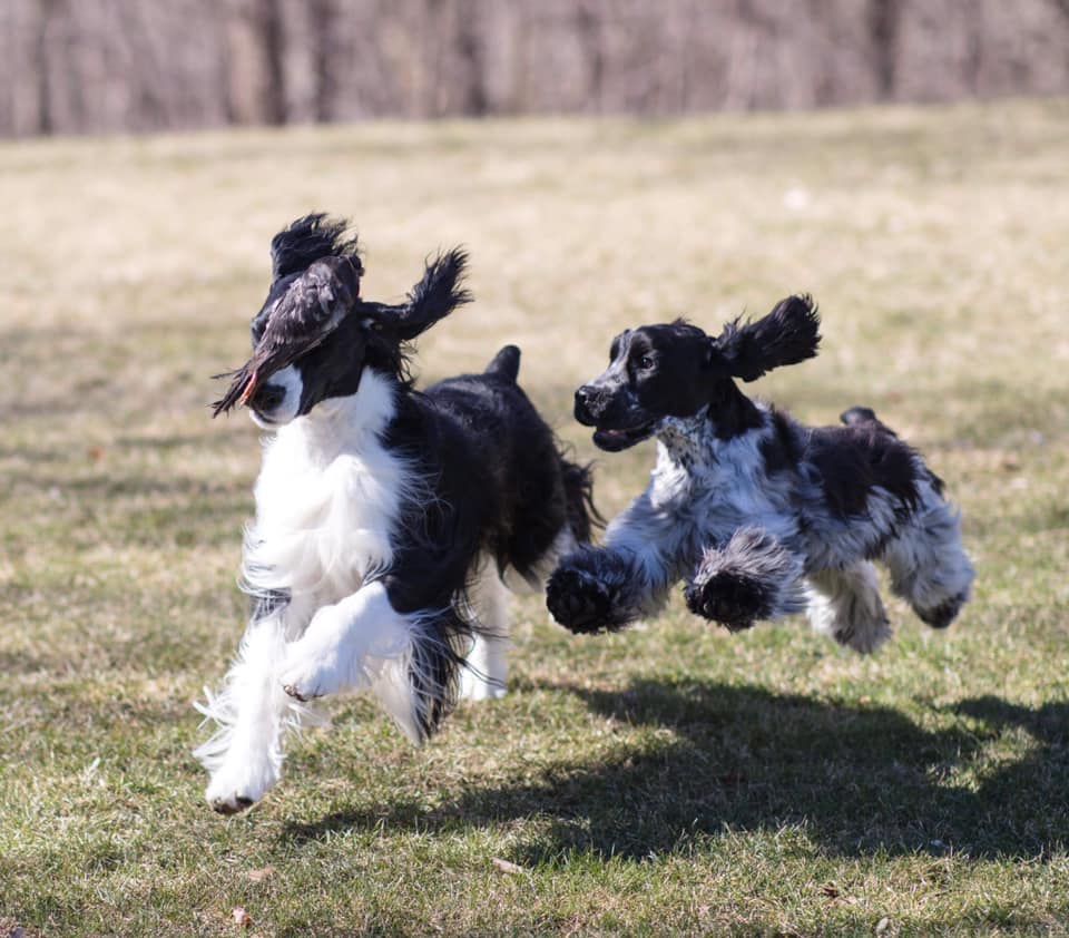 Cain – Carefree English Cocker Spaniels