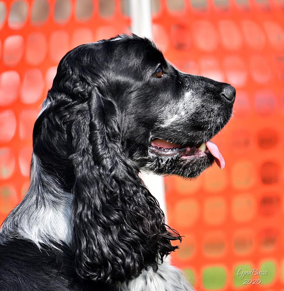 Cain – Carefree English Cocker Spaniels