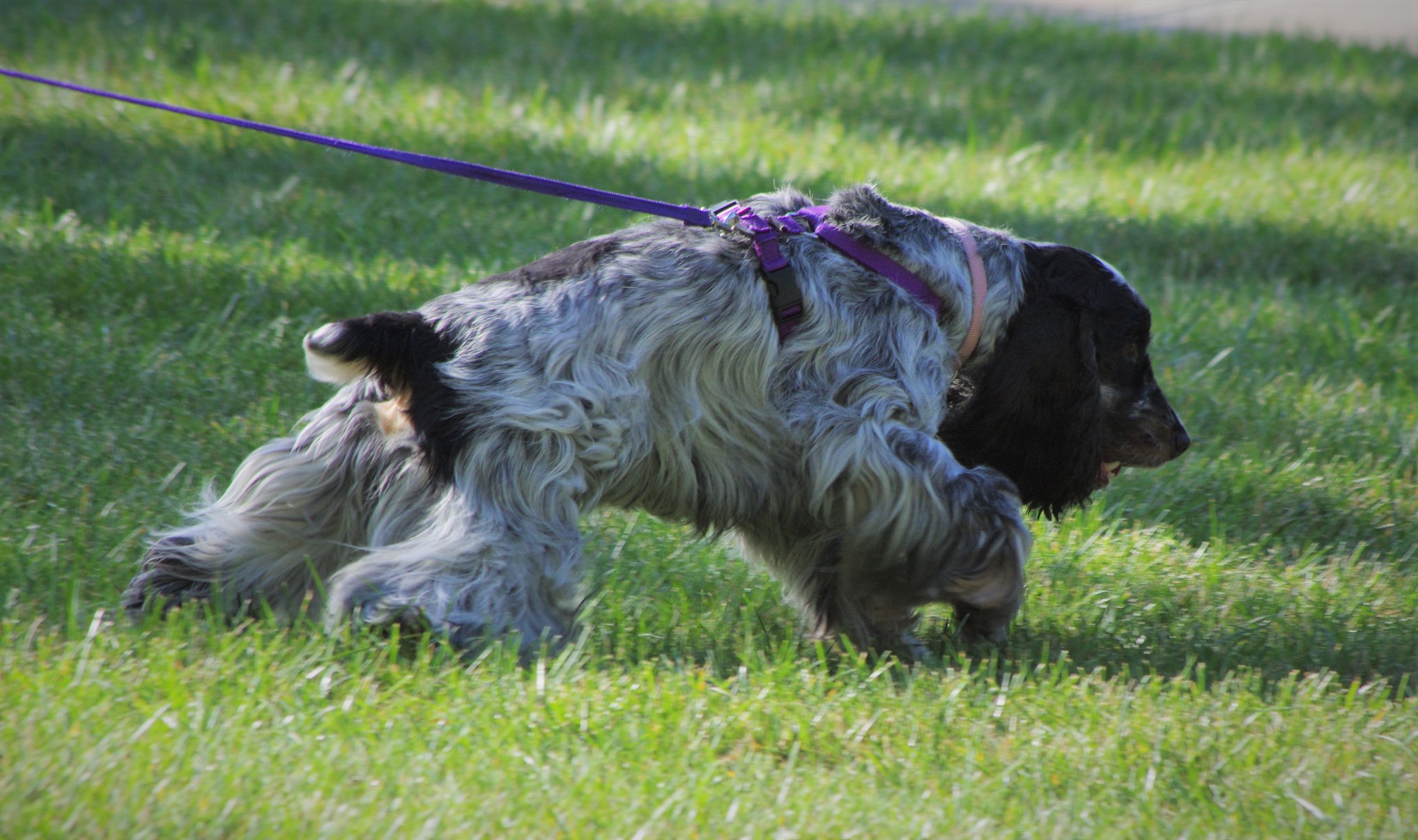 Tracking and Nosework – Carefree English Cocker Spaniels