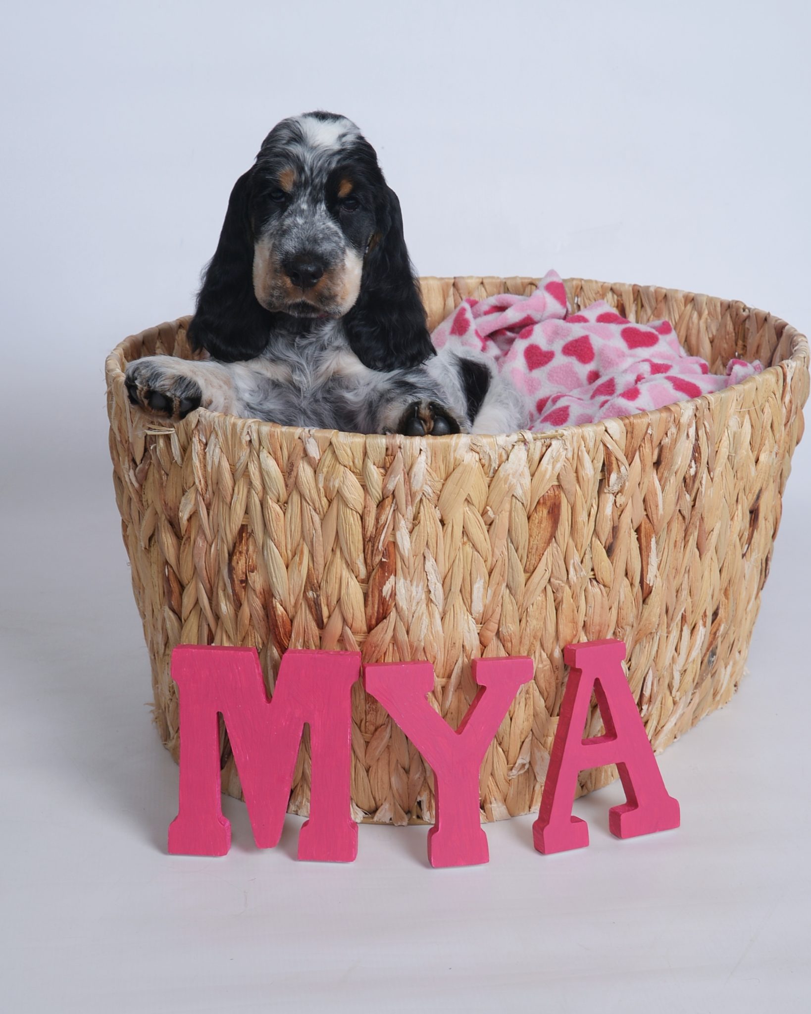 Puppies – Carefree English Cocker Spaniels